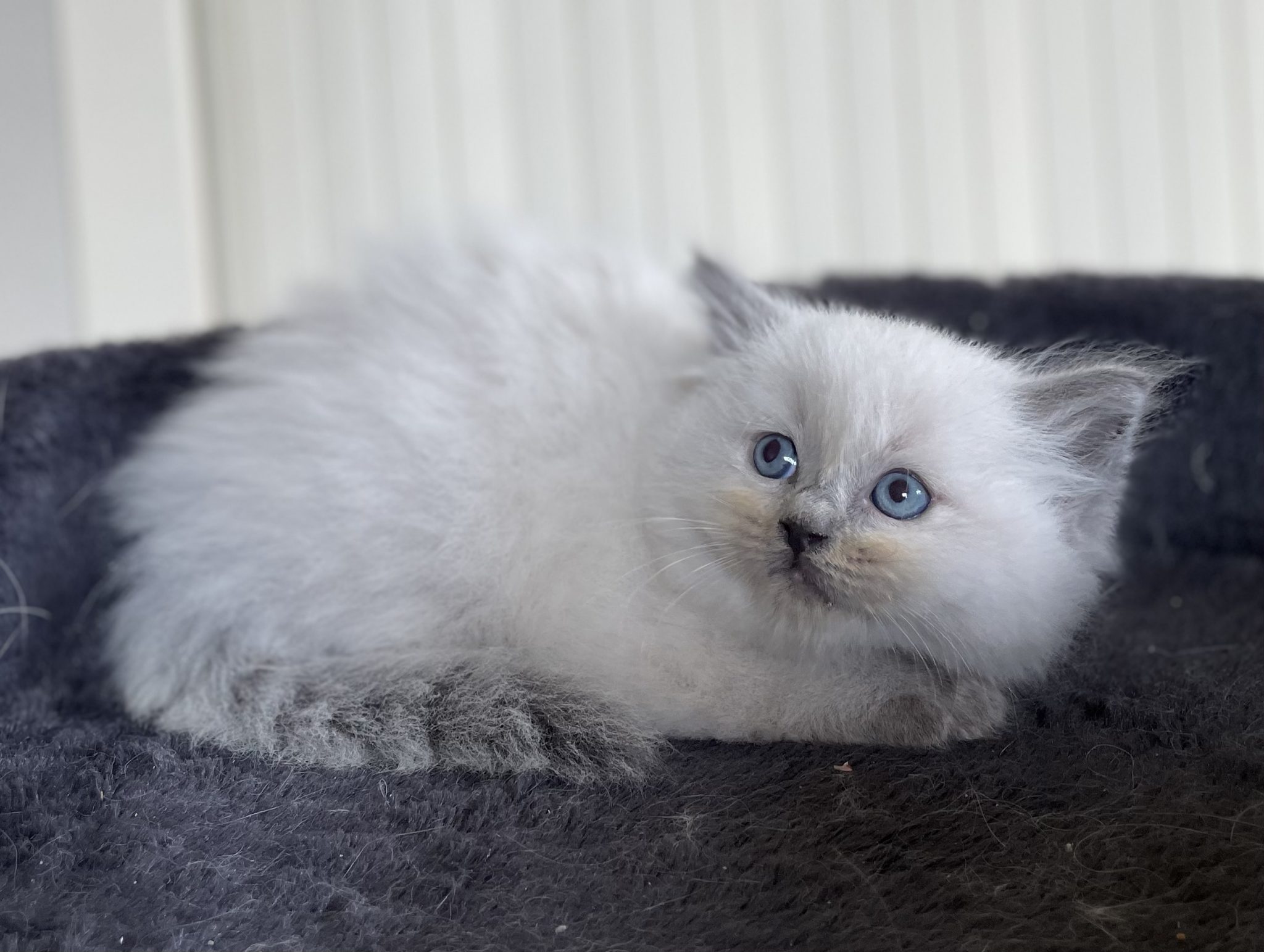 Elevage de Ragdoll - Chatterie de la Fuzelliere - Adoption de chatons